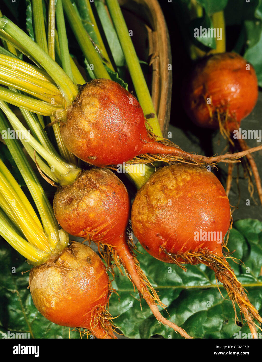 Yellow Beets